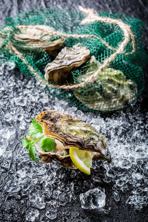 Delicious Oyster in Shell on Ice Ready To Eat Stock Image - Image of ...