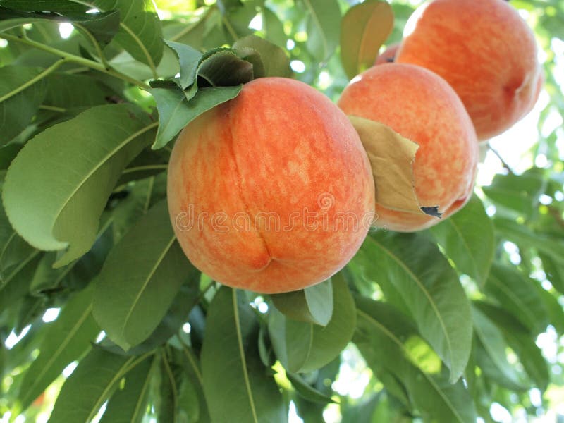 Delicious peach stock image. Image of delicious, closeup - 43853635