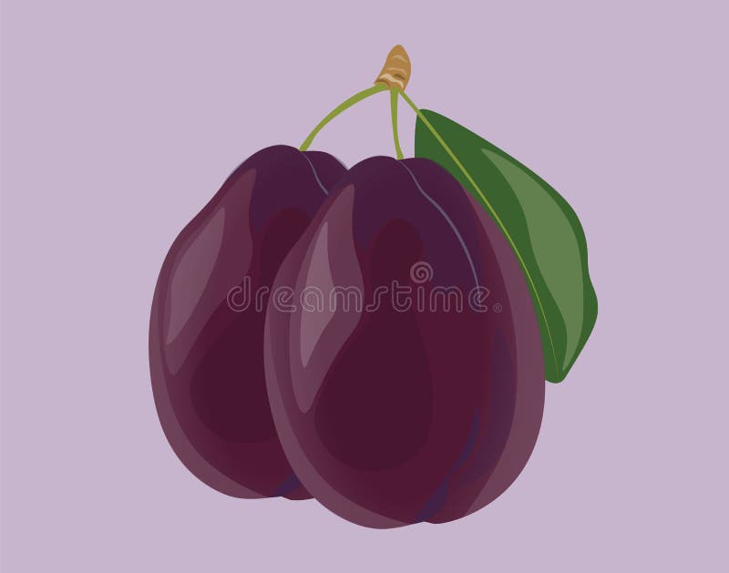 Delicious Plum fruits stock vector. Illustration of isolated - 71035029