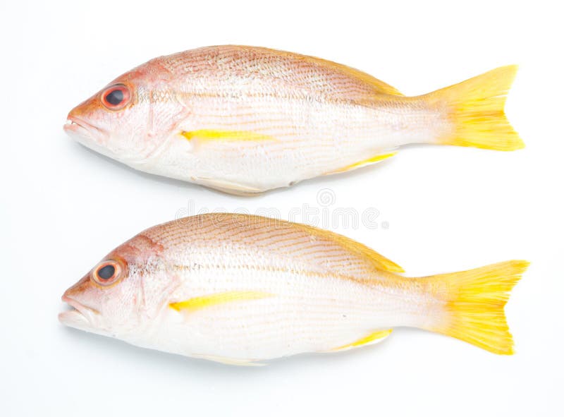Delicious Portion of Fresh Fish Isolated Stock Photo - Image of fresh ...