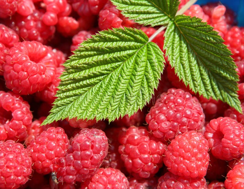 Delicious raspberries stock photo. Image of juicy, eating - 10713796