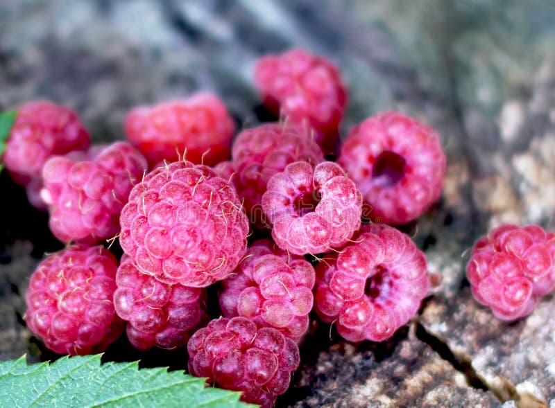 Delicious raspberry stock photo. Image of tasty, dessert - 26089968