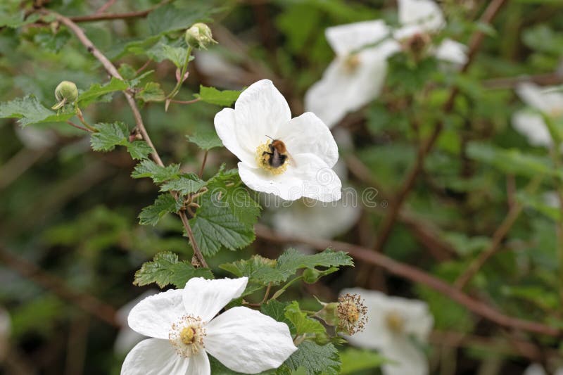 Delicious Raspberry White Flowers. Rubus Deliciosus Stock Photo - Image ...