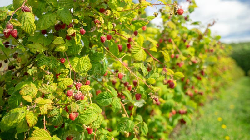 Delicious Raspberry Fruit Farm 02 Stock Image - Image of multitude ...