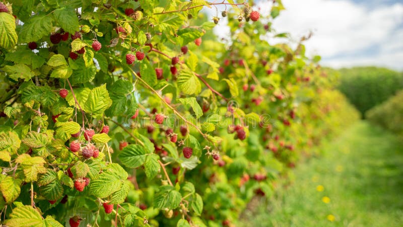 Delicious Raspberry Fruit Farm 01 Stock Photo - Image of tree, leaf ...