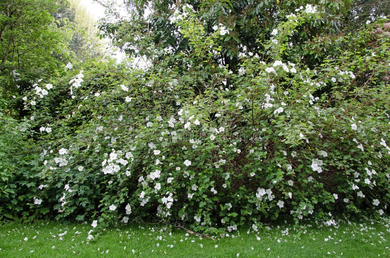 Delicious Raspberry White Flowers. Rubus Deliciosus Stock Image - Image ...