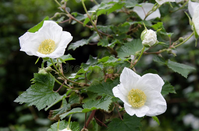 Delicious Raspberry White Flowers. Rubus Deliciosus Stock Photo - Image ...