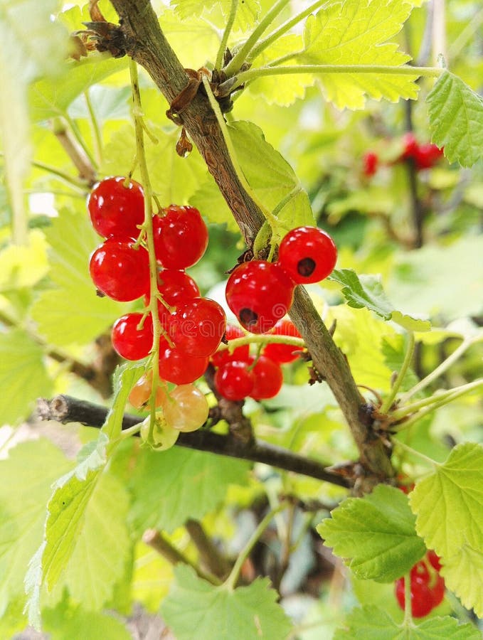 Delicious Red Berries on a Currant Bush Stock Image - Image of ...