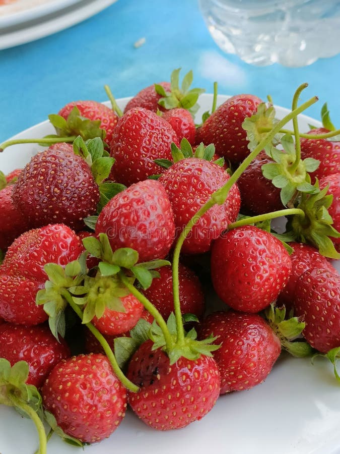 Stroberi Elefant Stock Photos - Free & Royalty-Free Stock Photos from ...