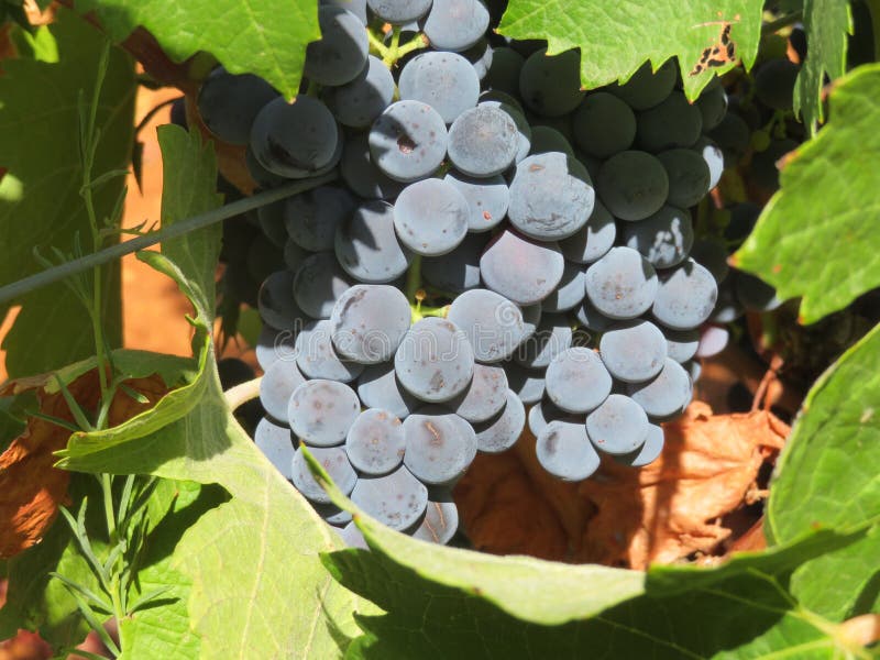 Delicious Red Grapes Bunch Fruit Wine Must Natural Organic Stock Image ...