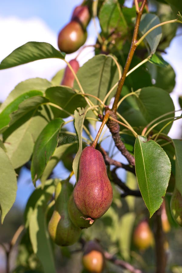 Red pears on tree stock photo. Image of leaves, saturated - 108114872