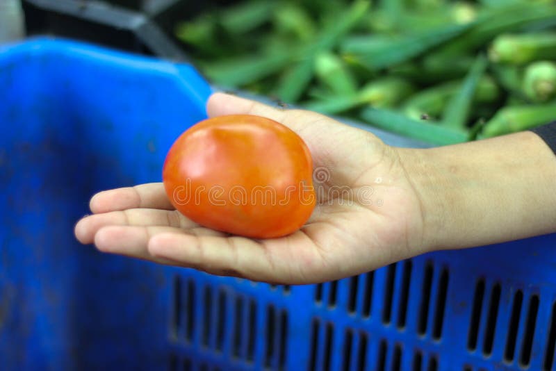 Delicious Red Tomato on Hand Stock Photo - Image of agriculture, juicy ...
