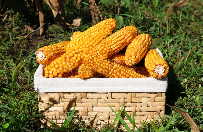 Delicious Ripe Corn Cobs in Wicker Basket on Green Grass Outdoors Stock ...