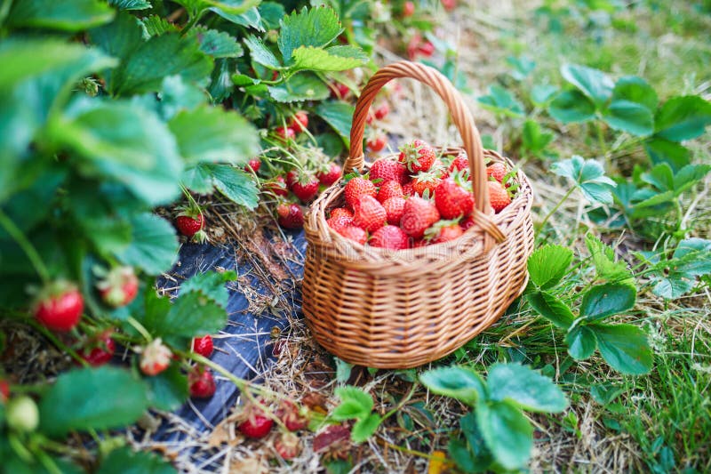 Delicious Ripe Strawberries in the Basket on the Green Grass Stock ...
