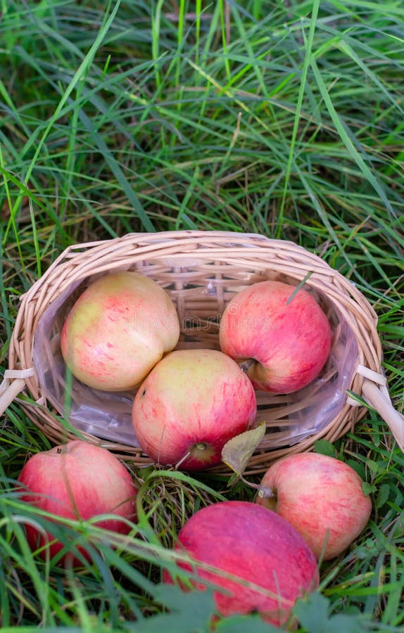 Delicious Ripe Varietal Apples are Ripe on the Garden Plot. Fruit ...