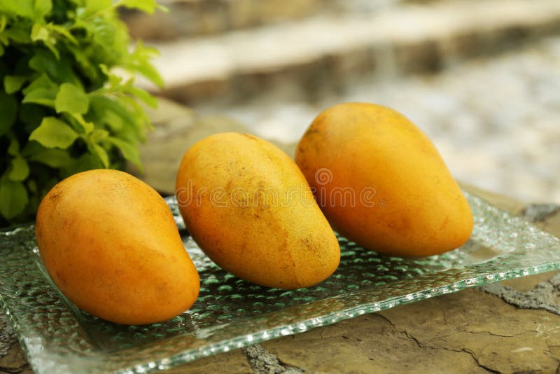 Delicious Ripe Yellow Mangos on Plate Outdoors Stock Photo - Image of ...