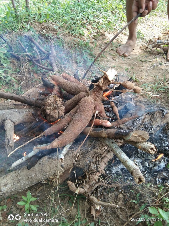 Delicious roasted cassava stock image. Image of roasted - 203910561