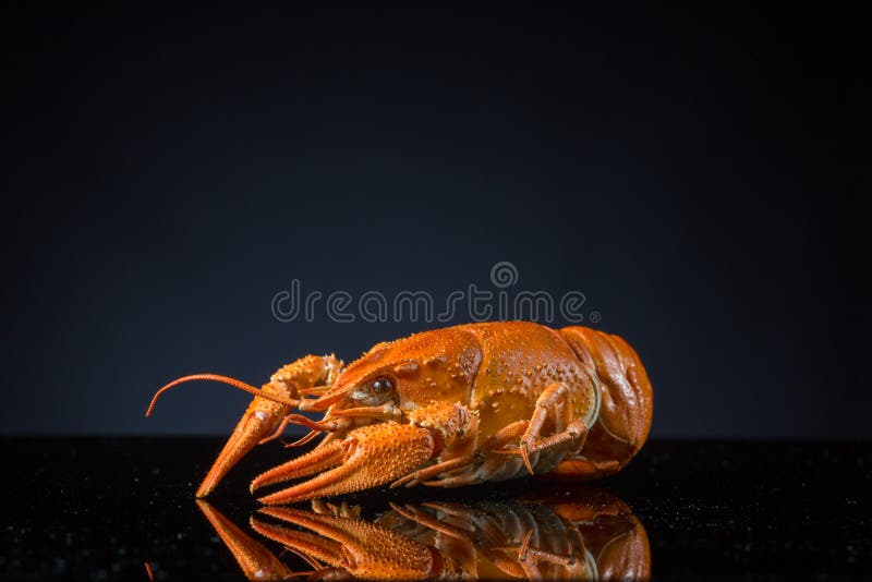 Delicious Roasted Red Cancer. Stock Photo - Image of boiled, shell ...
