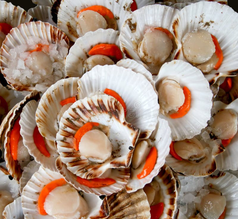 Delicious shell stock image. Image of closeup, meal, cook - 2095883
