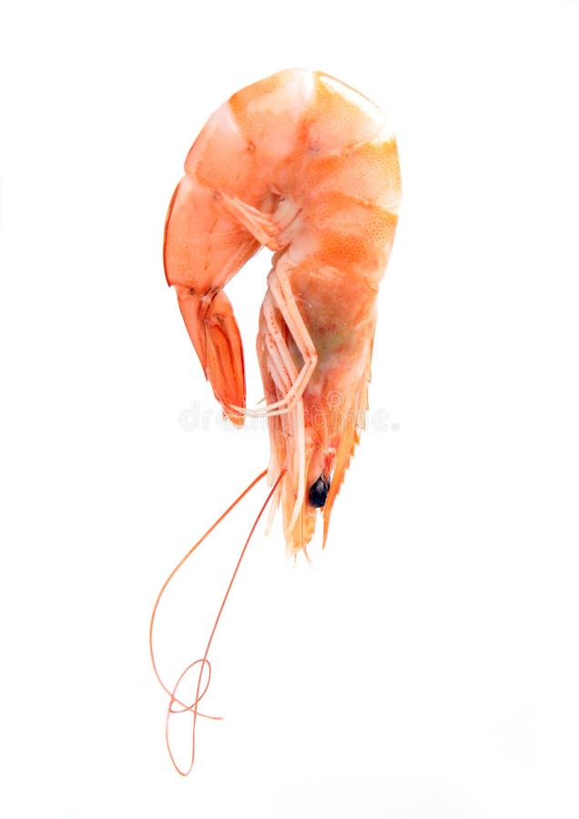Single Shrimp stock photo. Image of shrimp, food, overhead - 9000770