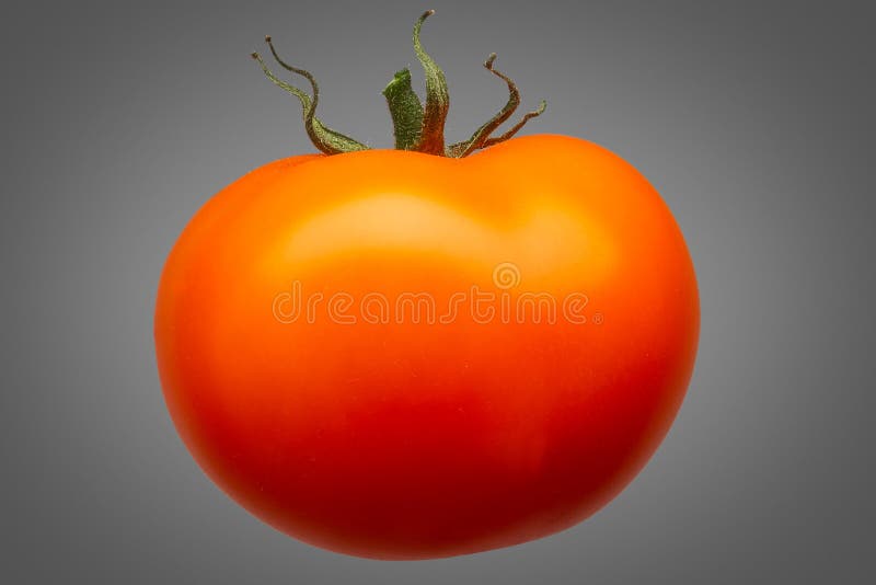 Single Red Tomato Isolated on Grey Background Stock Image - Image of ...