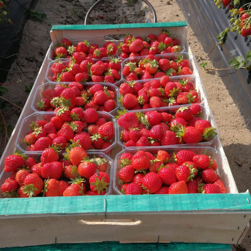 Delicious Strawberry Boxes in Crate Stock Photo - Image of food ...