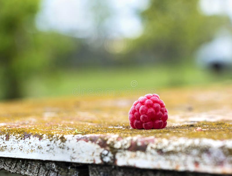 Delicious and Tasty Raspberry on the Colorful Vintage Background Stock ...