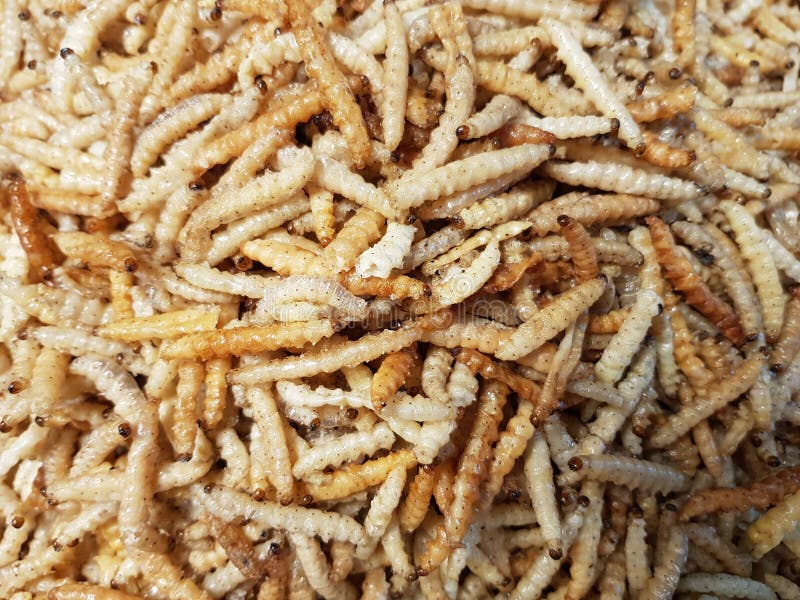 The Delicious Thai Insect in the Chiangmai Thai Market Stock Image ...