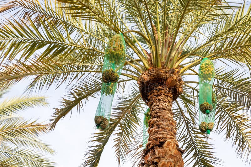 Delicious Unripe Dates Covered with Mesh on a Tall Palm Tree in Dubai ...