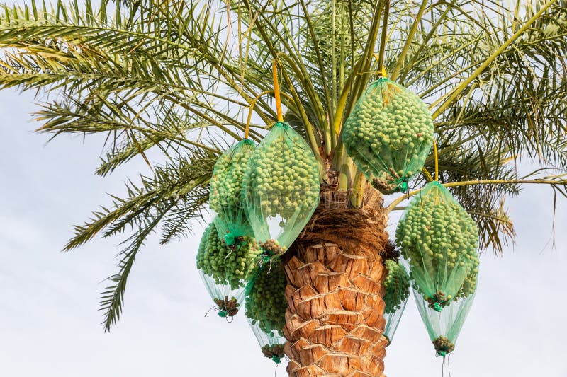 Delicious Unripe Dates Covered with Mesh on a Tall Palm Tree in Dubai ...