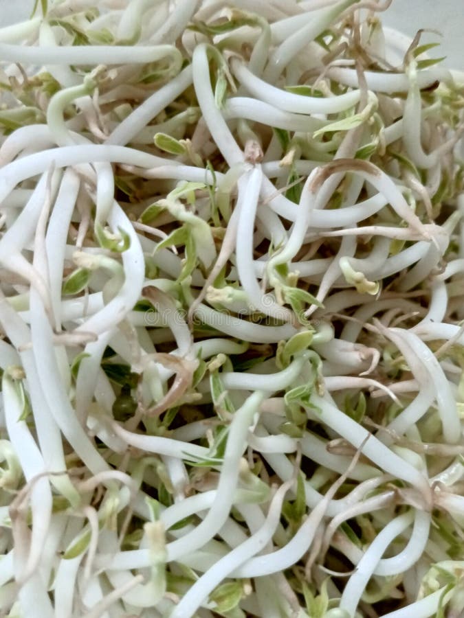 Delicious Vegetable Toge Tastes and Lots of Vitamins Stock Image ...