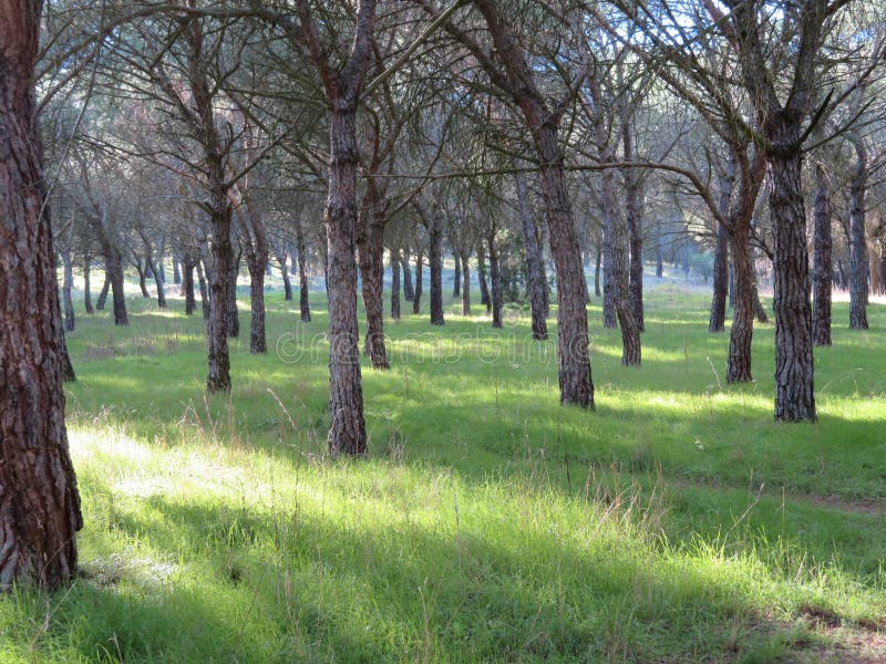 Delicious Walk through the Forest Trees Grass Shade Tranquility Stock ...