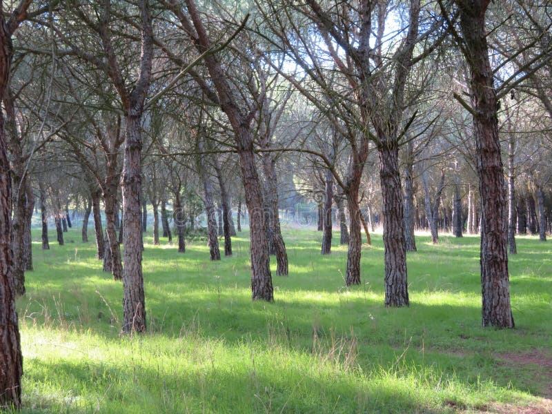 Delicious Walk through the Forest Trees Grass Shade Tranquility Stock ...