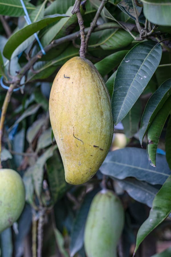 Delicious Yellow Ripe Mango Hanging on the Tree Inside of a Home Garden ...