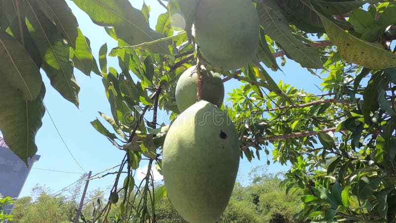 Delicious Young Mango Hanging on a Tree Branch Stock Video - Video of ...