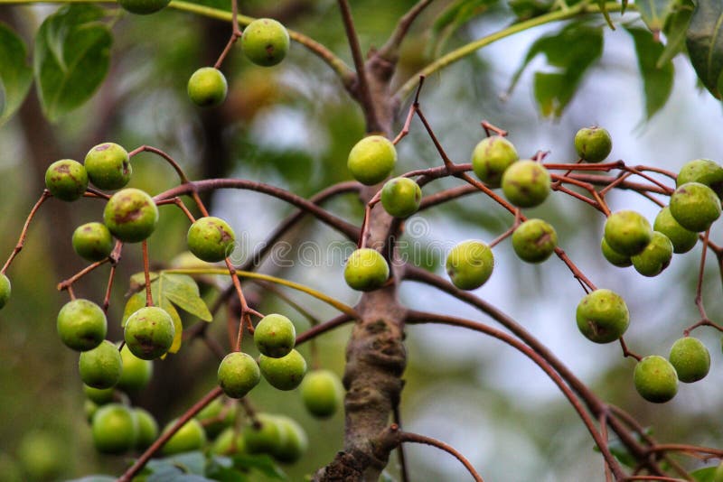 Wild berry tree stock photo. Image of climate, background - 6668570