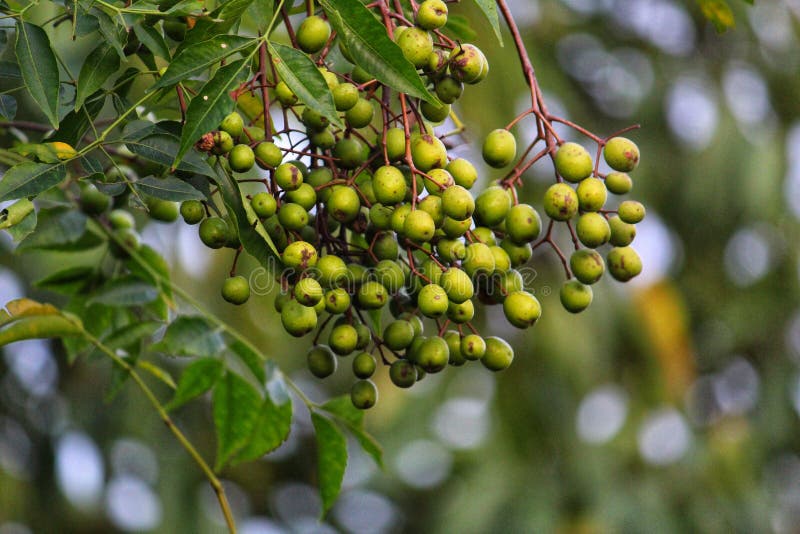 Delicuous Green Wild Berry Hanging from Tree in Indian Forest Hd Stock ...