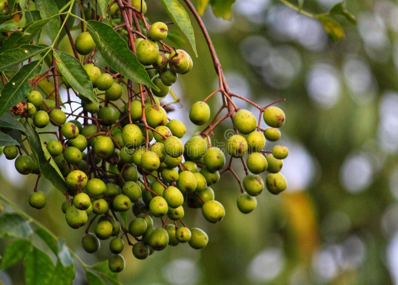 Delicuous Green Wild Berry Hanging from Tree in Indian Forest Hd Stock ...
