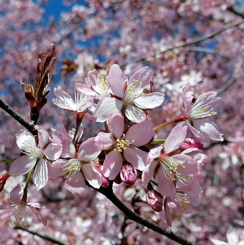 Delight Small Pink Cherry Blossoms Stock Photo - Image of closeup ...
