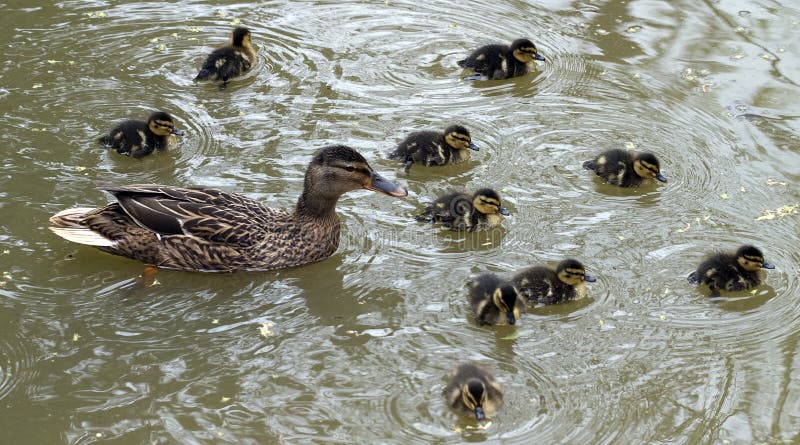 Delightful Ducklings stock photo. Image of duck, attentive - 3674640
