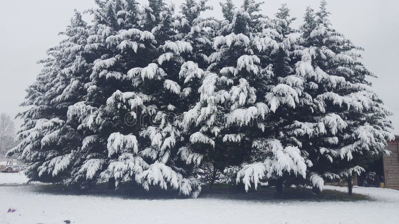 Delightful fur tree stock photo. Image of tree, snowy - 109057620