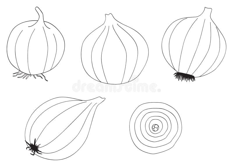Delightful Garden - Set of Five Onions Stock Vector - Illustration of ...