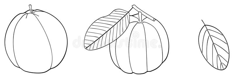 Delightful Garden - Set of Two Guavas with Leaves Stock Illustration ...