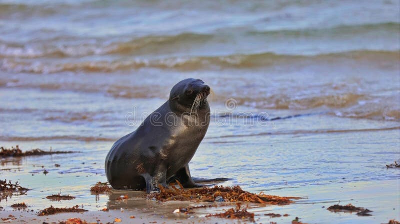 Seal Relaxing on a Sandy Beach Stock Photo - Image of delightful, calm ...