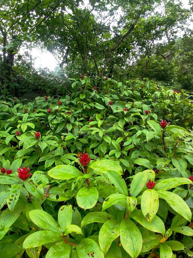 A Delightful Sight in the Deep Woods Stock Photo - Image of ...