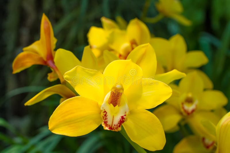 Delightful Yellow Cymbidium. Stock Image - Image of flowering ...