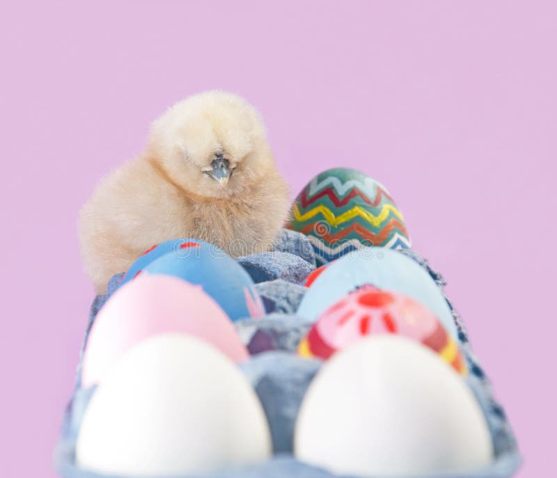 Delightfully Fluffy Little Easter Chick Stock Photo - Image of perched ...
