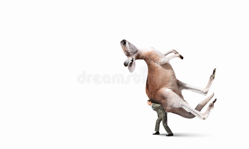 Kangaroo Work Stock Photos - Free & Royalty-Free Stock Photos from ...