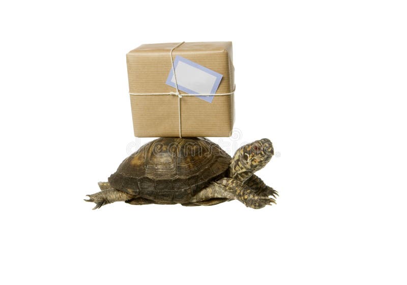 Turtle stock photo. Image of turtle, uncomfortable, hopelessness - 30448380