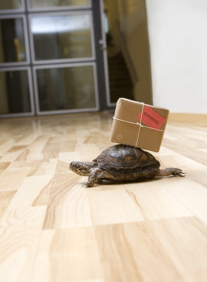 Turtle with Shipping Box on a Back, Isolated on White. Delivery Concept ...